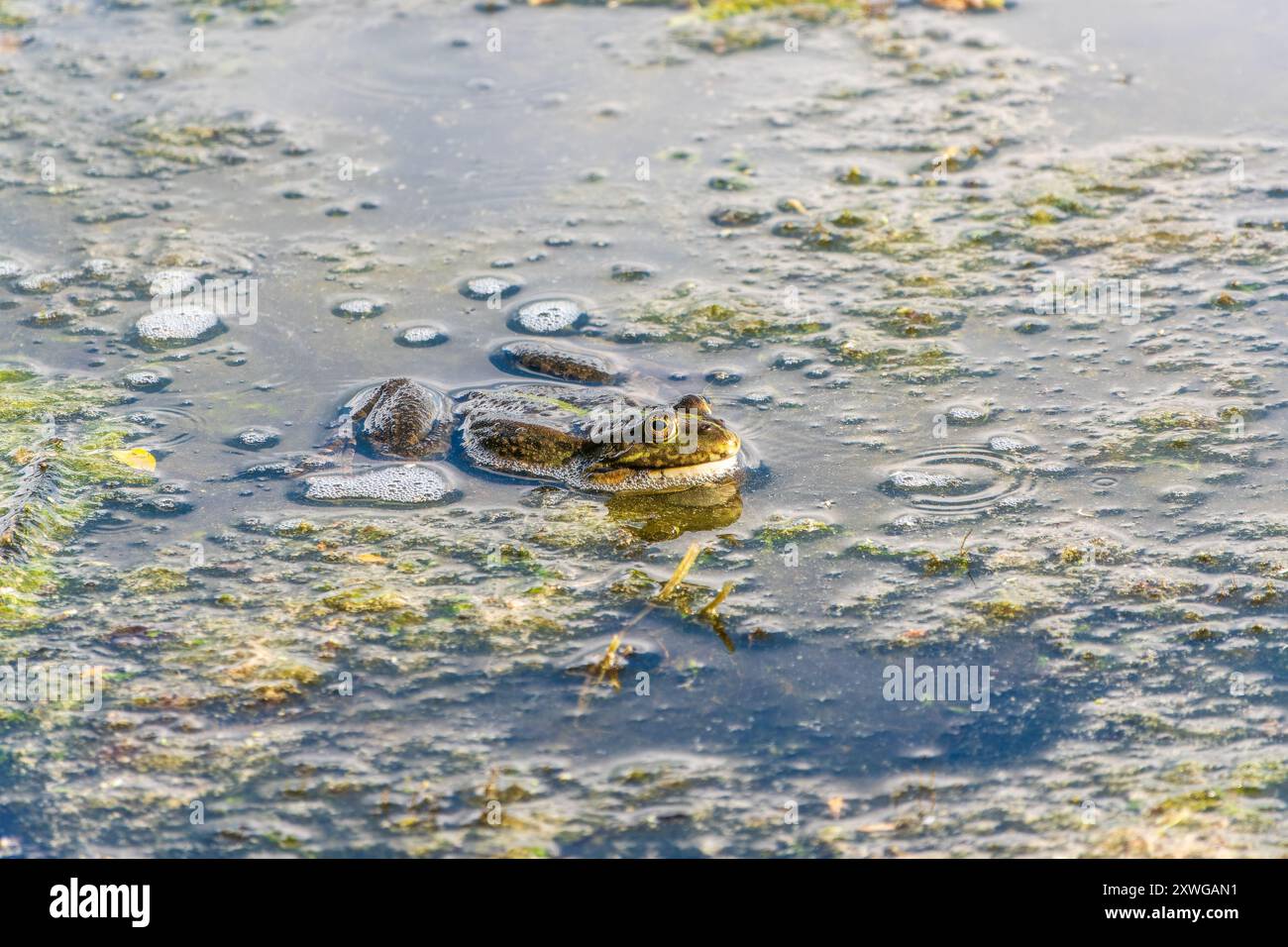 A large green frog with puffy cheeks sits in the marsh Stock Photo - Alamy