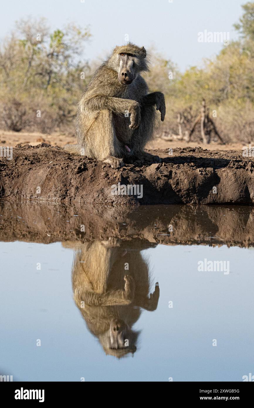 Baboon sitting at a water hole in Botswana Stock Photo - Alamy