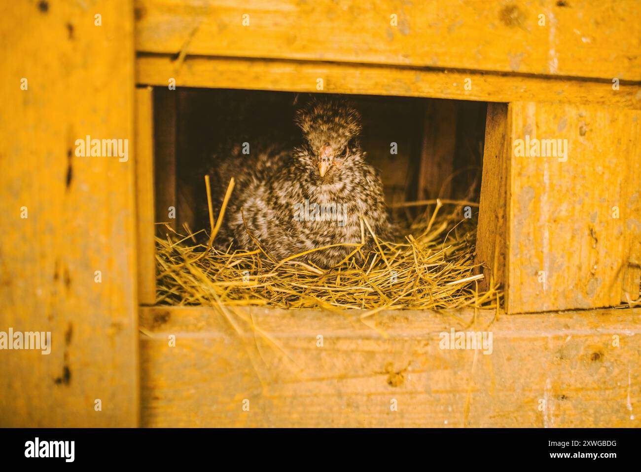 Silkie Chicken lying the egg in a hen coop Stock Photo - Alamy