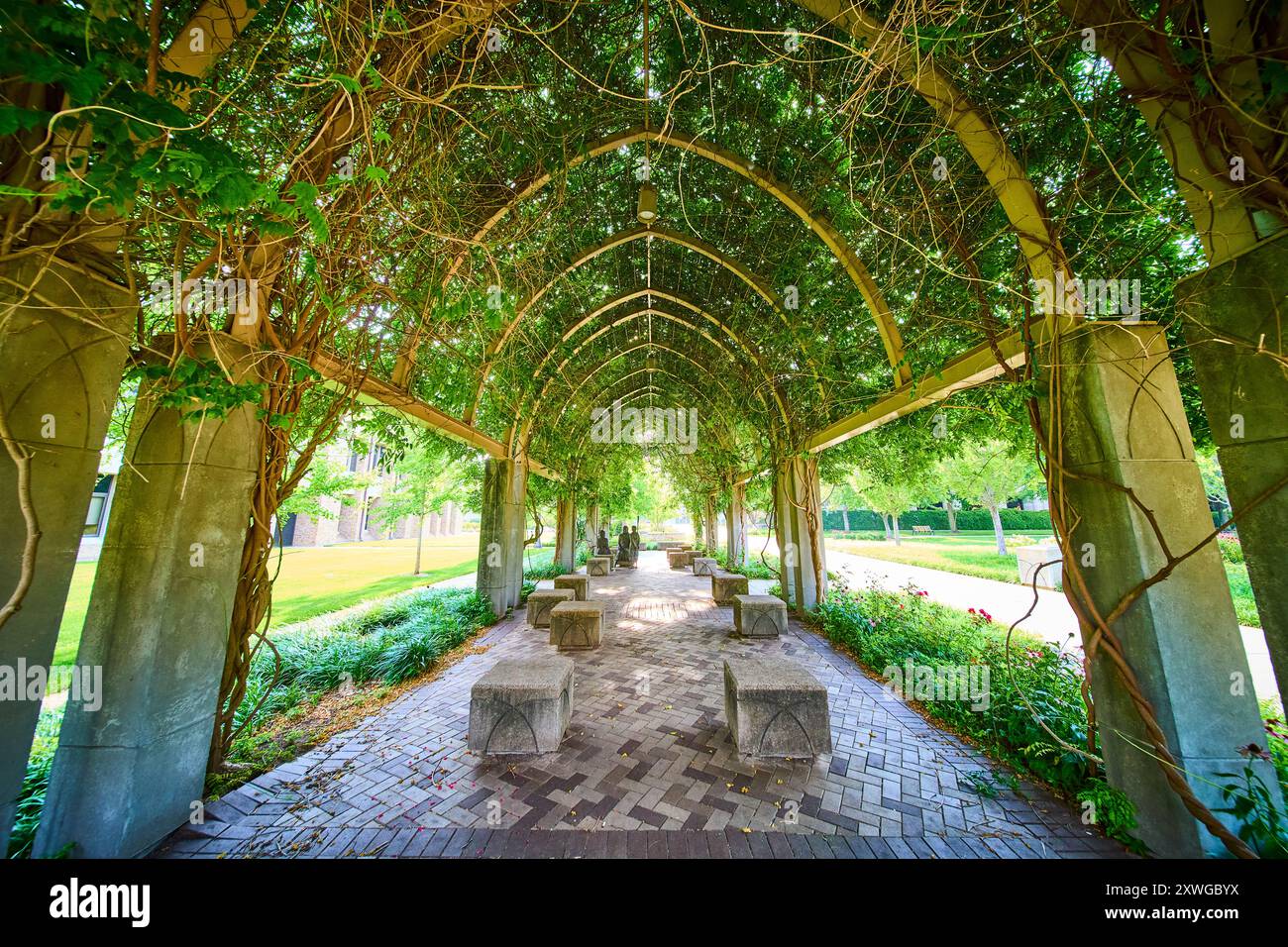 Tranquil Vine-Covered Pergola Pathway with Stone Benches at Eye Level ...