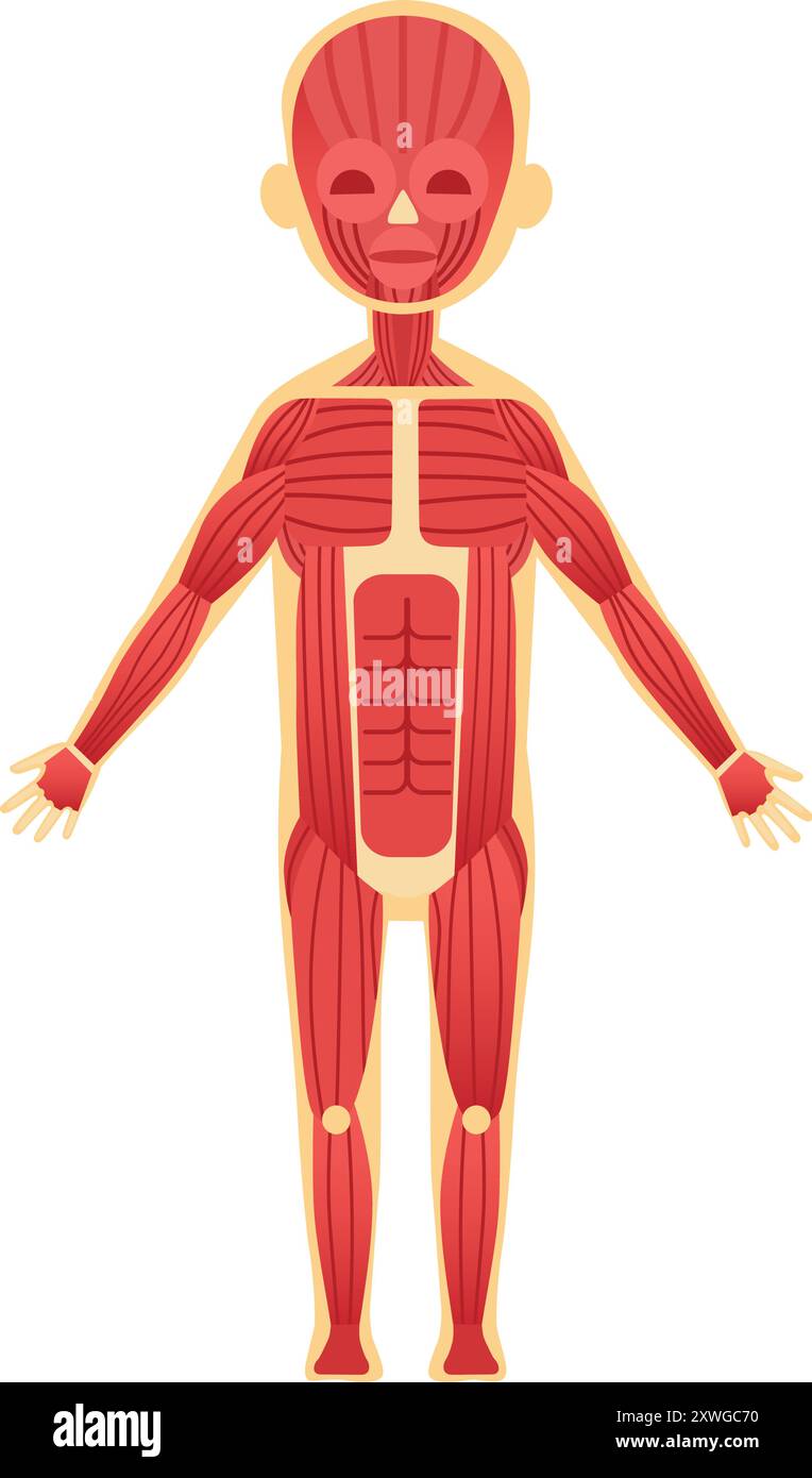 Kid muscular system. Educational illustration. Human anatomy isolated ...