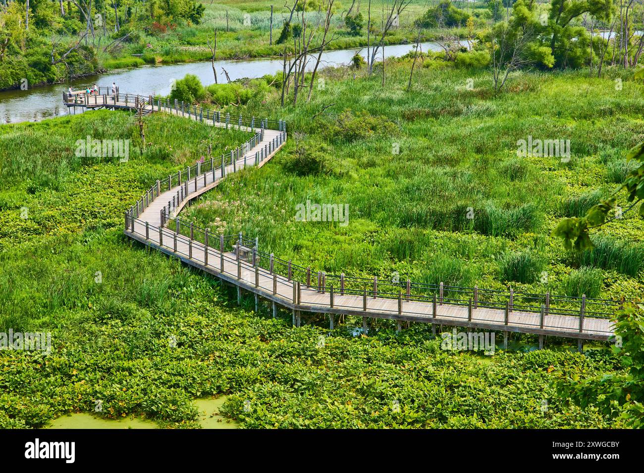 Aerial View of Boardwalk Winding Through Lush Wetland Stock Photo - Alamy