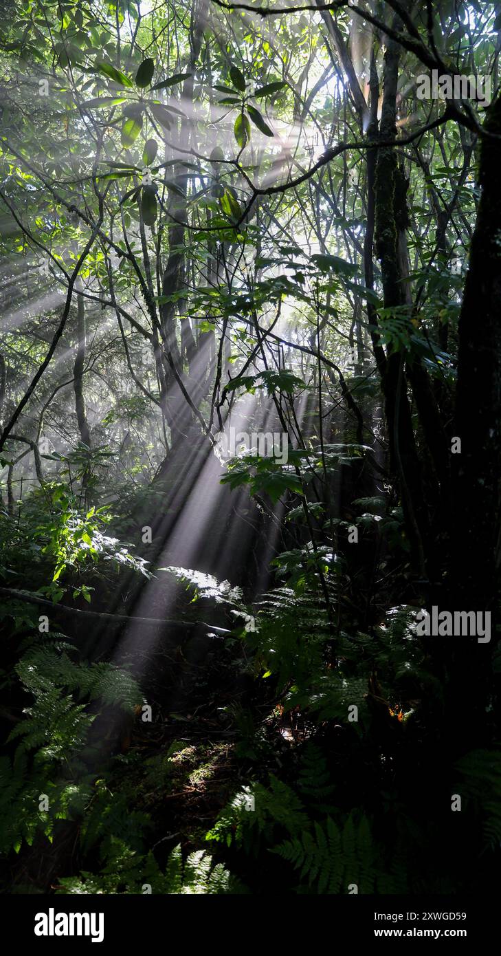 Morning hike in the forest Stock Photo - Alamy