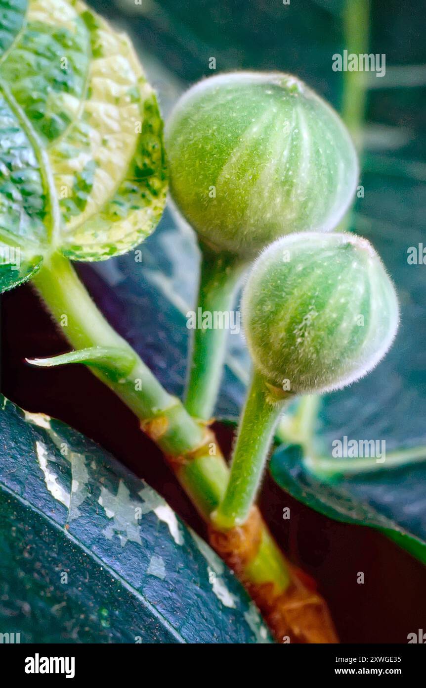Ficus aspera f parcellii hi-res stock photography and images - Alamy
