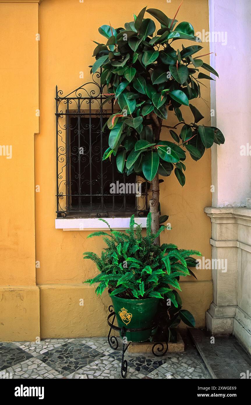 Rubber fig (Ficus elastica Cv. Decora), Moraceae. Evergreen tree ...