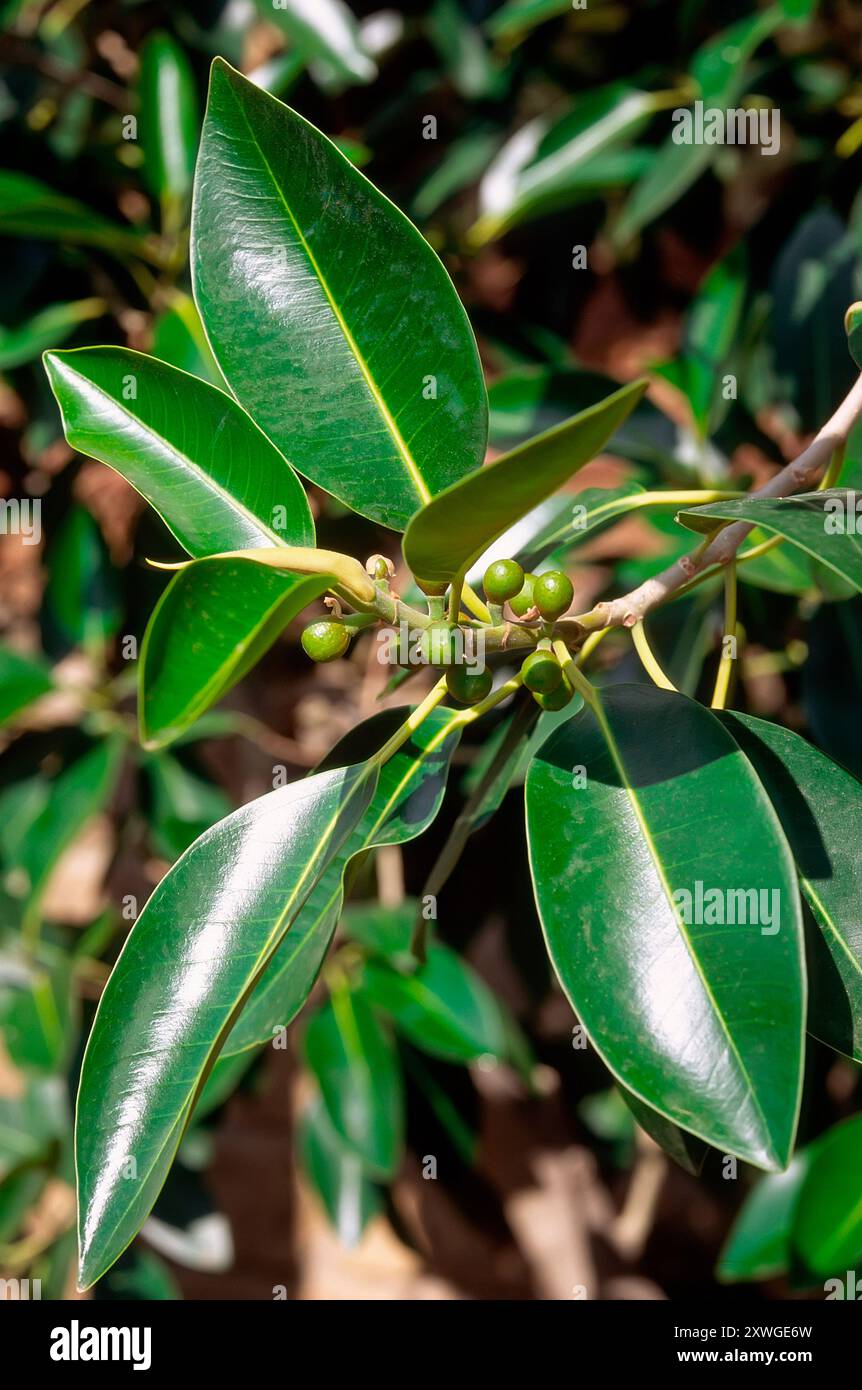 Moreton Bay fig or Australian banyan (Ficus macrophylla), Moraceae. Large evergreen tree ...
