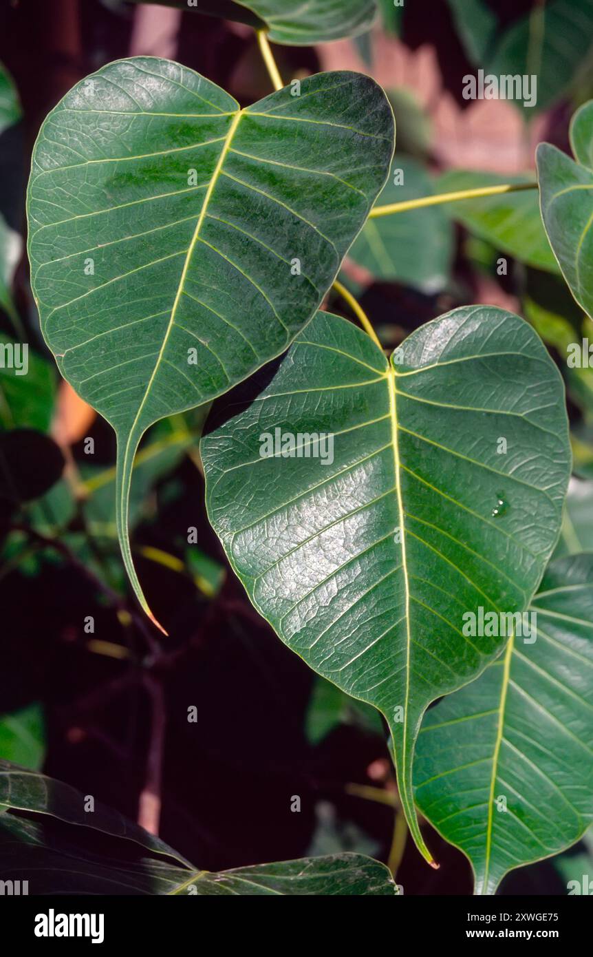 Ficus religiosa plant growing in hi-res stock photography and images ...