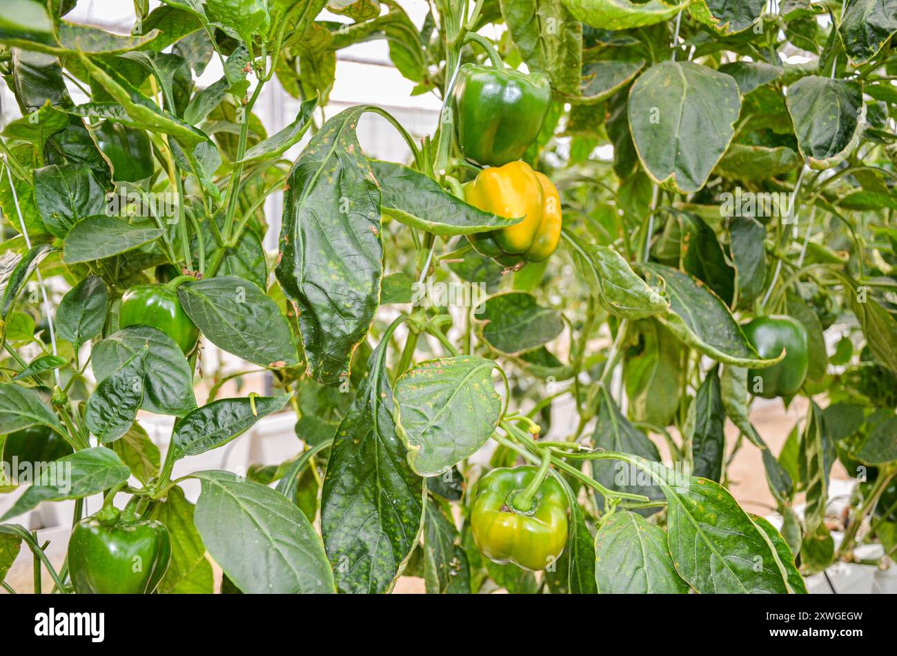 Capsicum plants grown in a weather controlled glasshouse Stock Photo ...