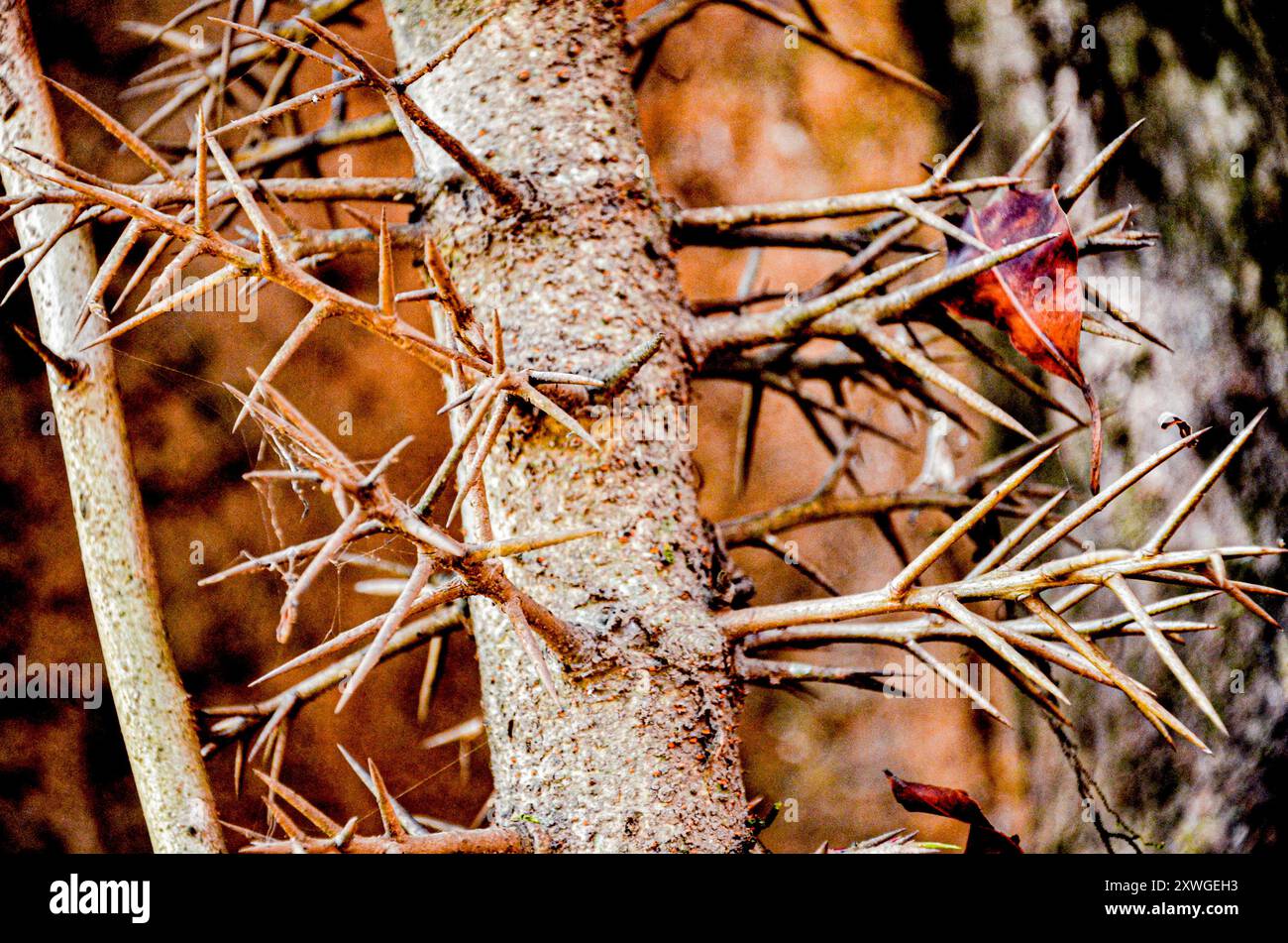 Tree bark with thorns texture hi-res stock photography and images - Alamy