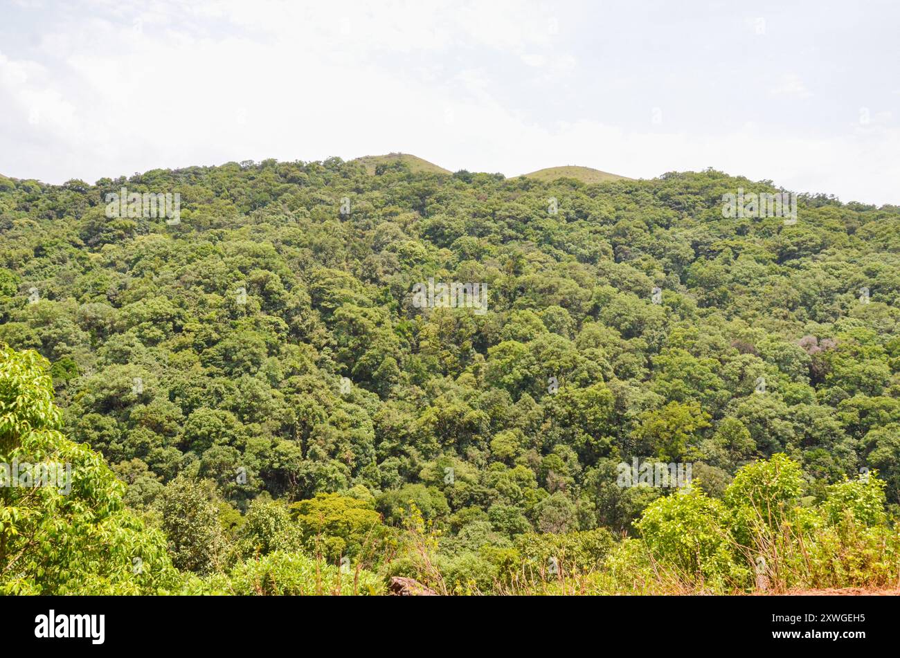 Mullayanagiri range of mountains near Chickmagalur, India Stock Photo ...