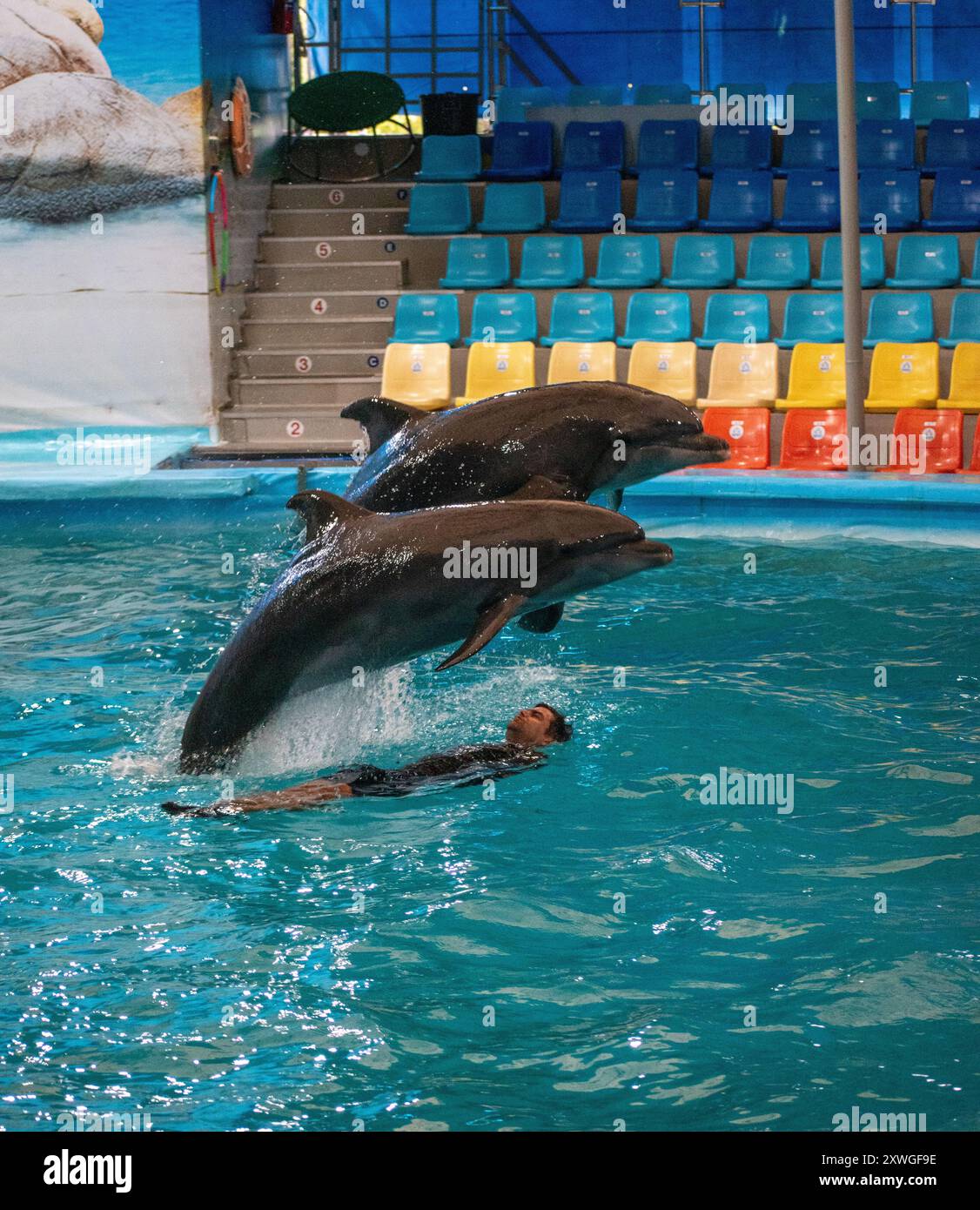 Phuket dolphin hi-res stock photography and images - Alamy