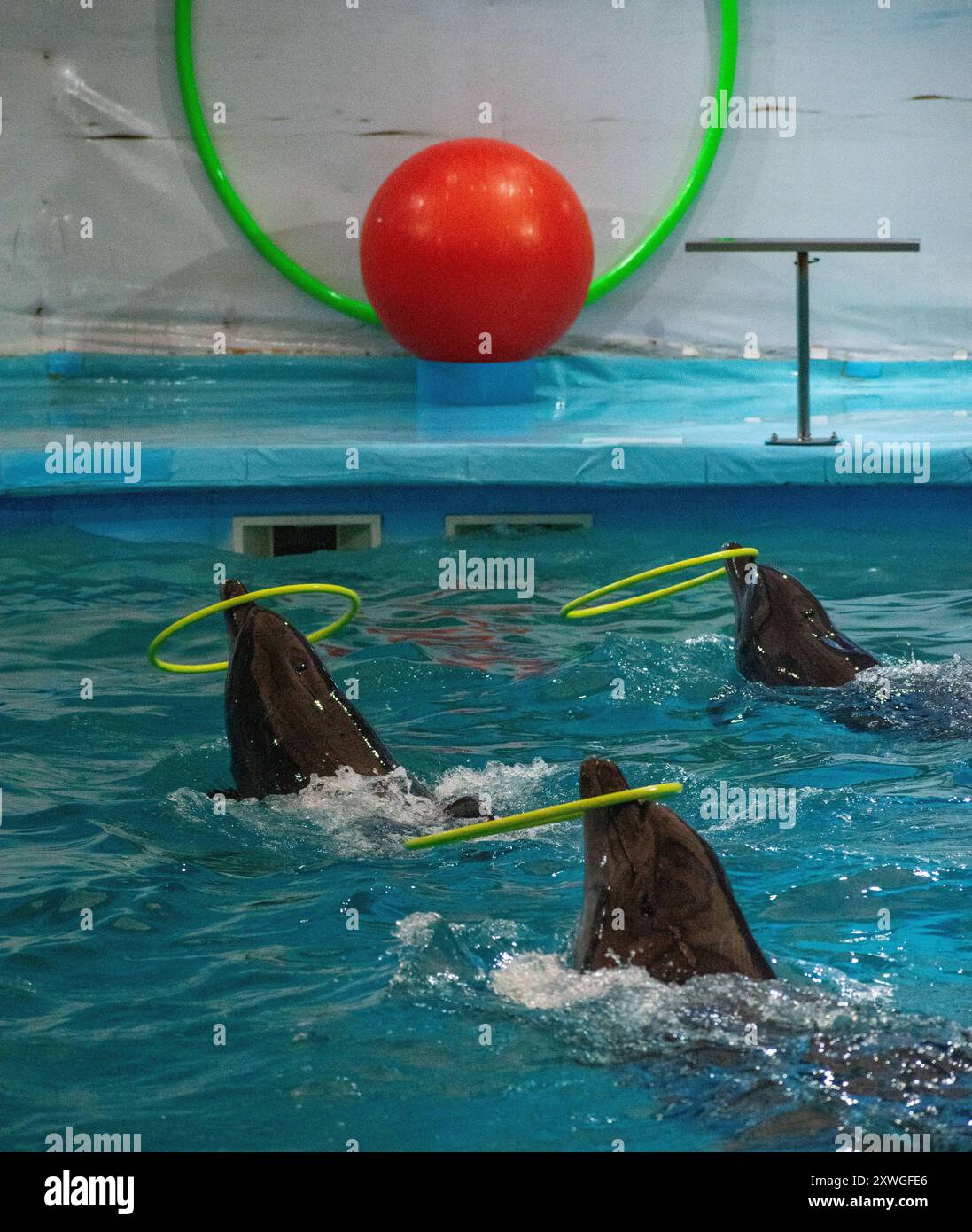 dolphins tricks at Phuket Stock Photo - Alamy