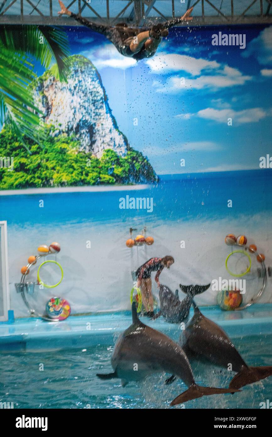 dolphins tricks at Phuket Stock Photo - Alamy