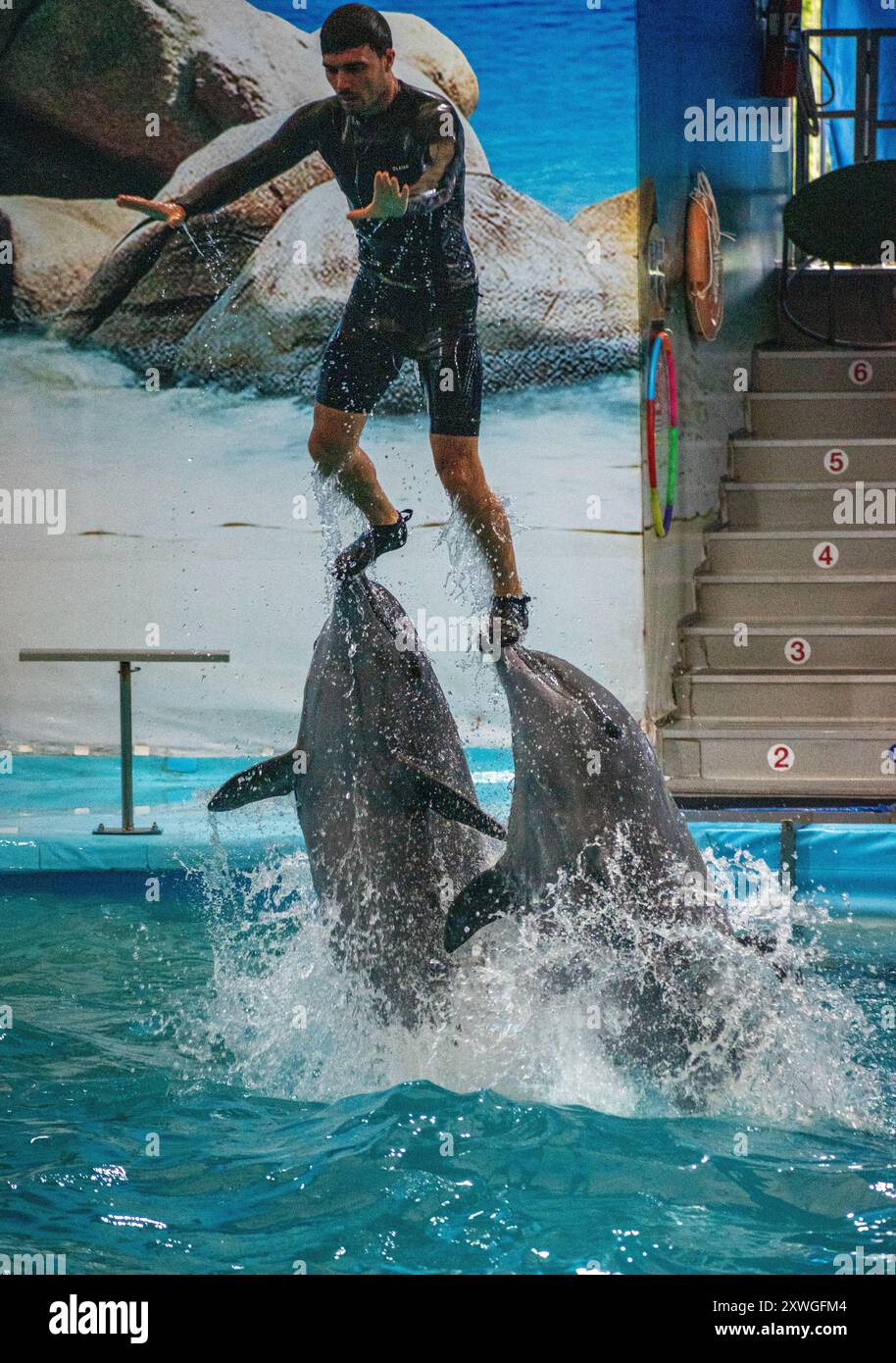 Dolphine dance hi-res stock photography and images - Alamy