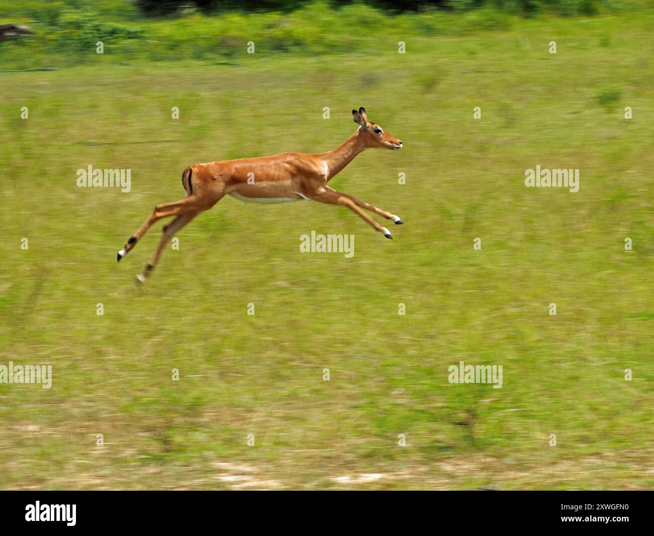 female impala (Aepyceros melampus) in mid-air bounding across grassland ...