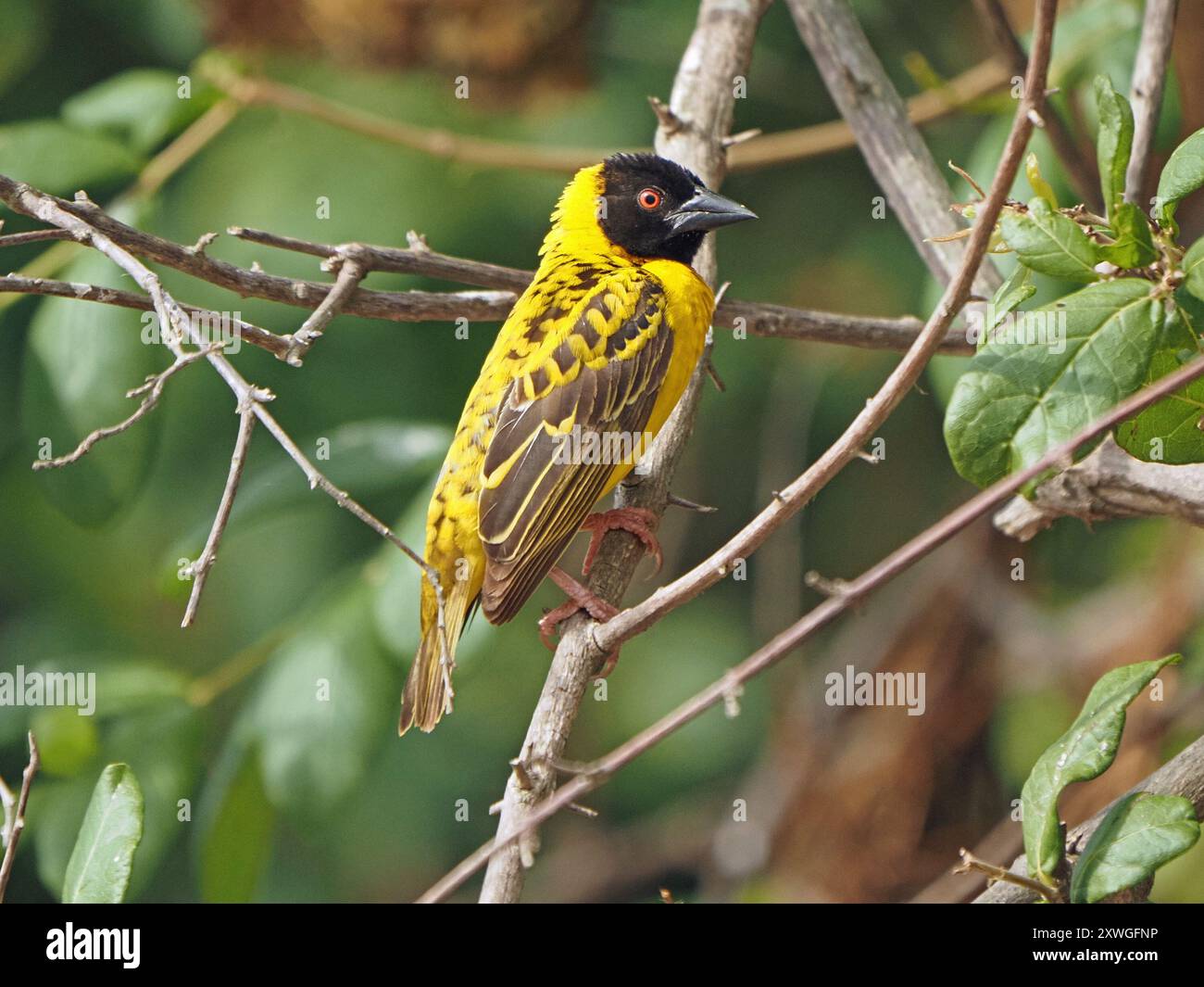 Weaver nest east africa tanzania lake hi-res stock photography and ...
