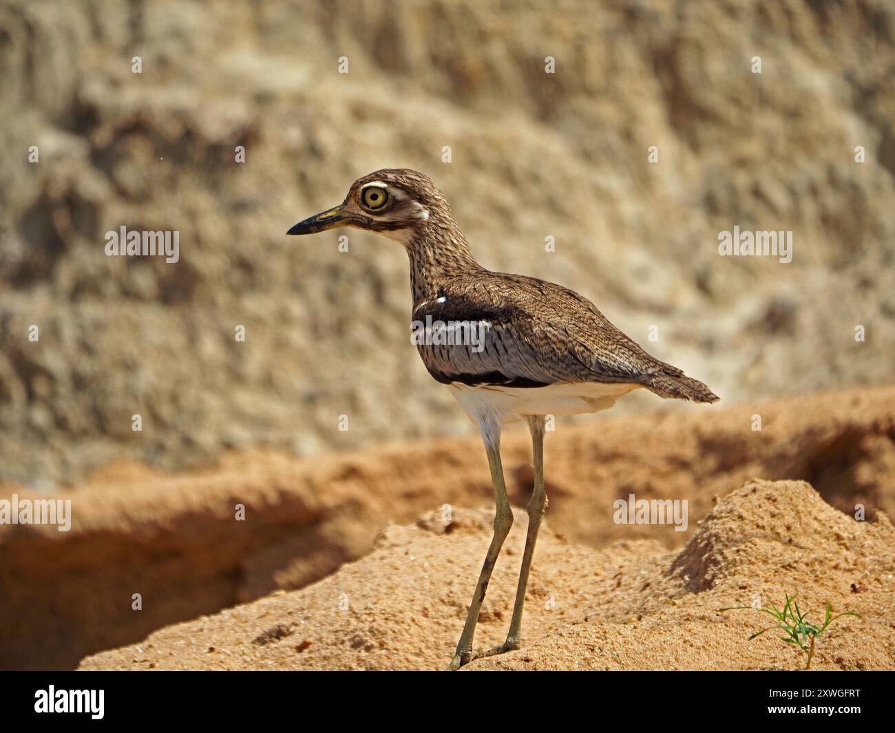 Water dikkop burhinus vermiculatus hi-res stock photography and images ...