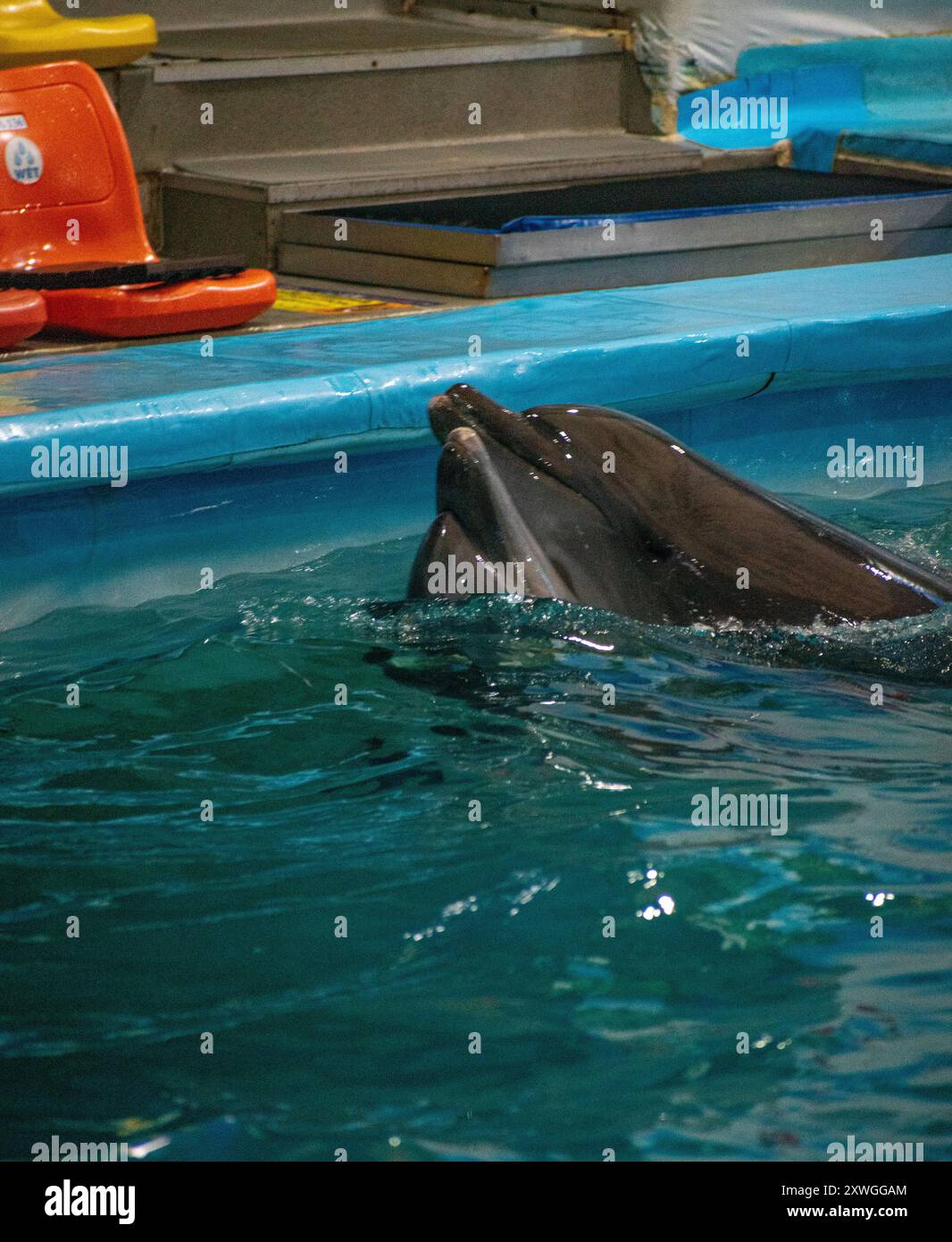 dolphins tricks at Phuket Stock Photo - Alamy