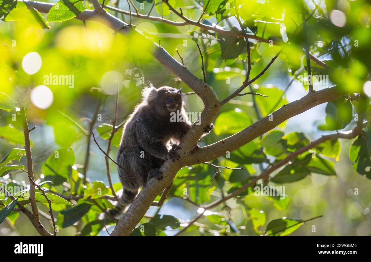 Rainforest titi monkey hi-res stock photography and images - Alamy