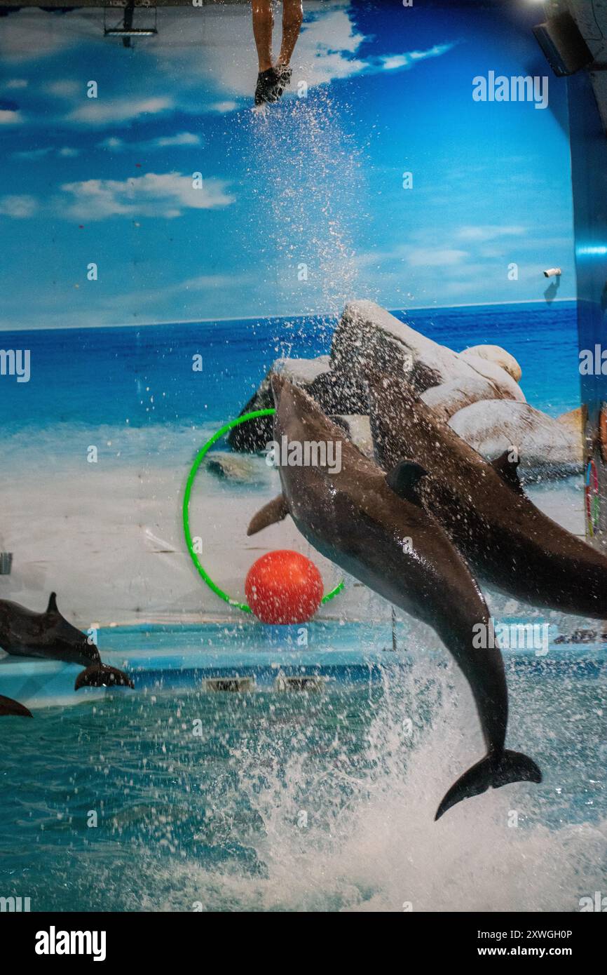 dolphins tricks at Phuket Stock Photo - Alamy