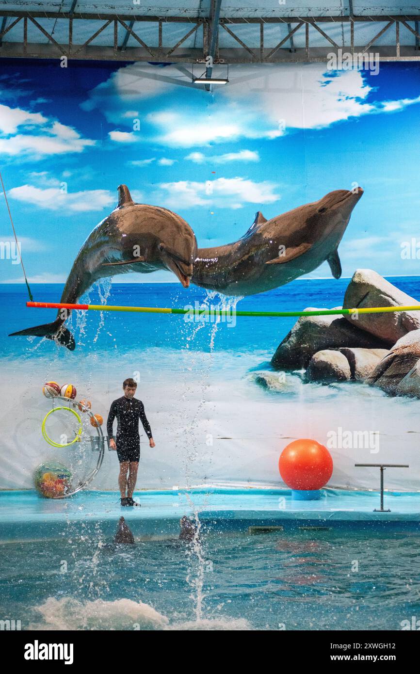 dolphins tricks at Phuket Stock Photo - Alamy