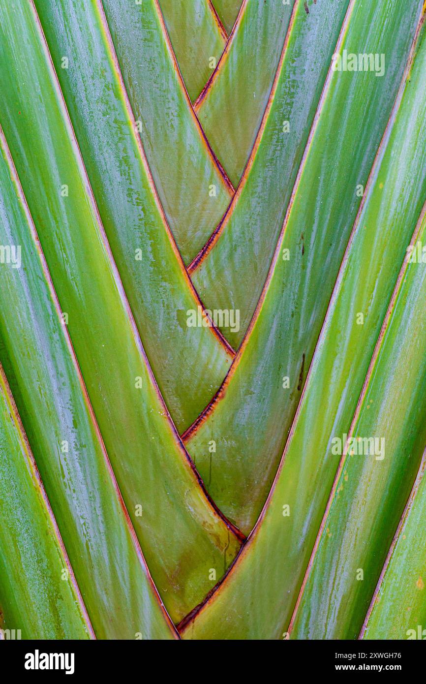 Abstract natural plant geometry in a tropical environment Stock Photo ...