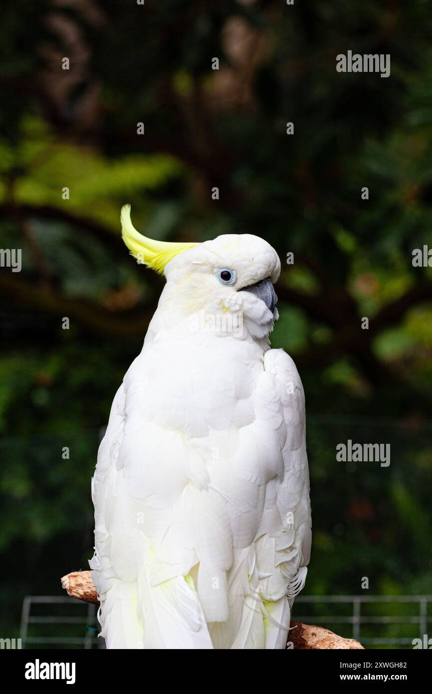 Moluccan Cockatoo in a tropical conservatory Stock Photo - Alamy