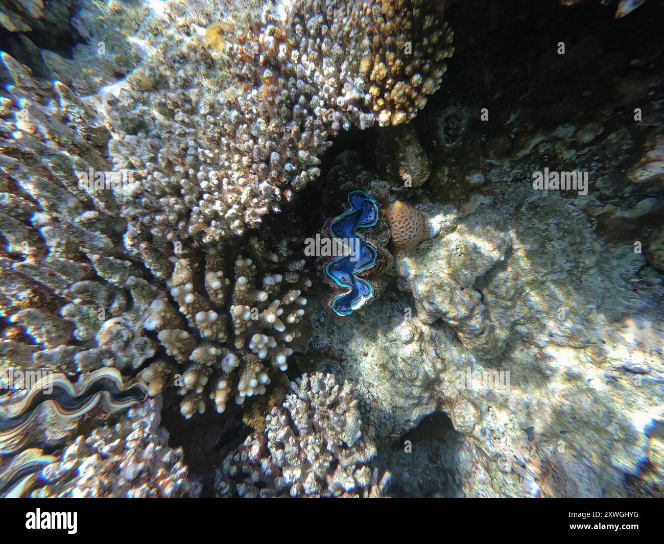 The maxima clam Stock Photo - Alamy