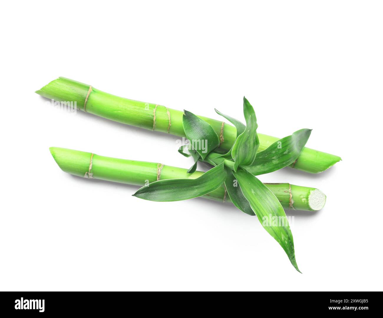 Green bamboo stems on white background Stock Photo - Alamy