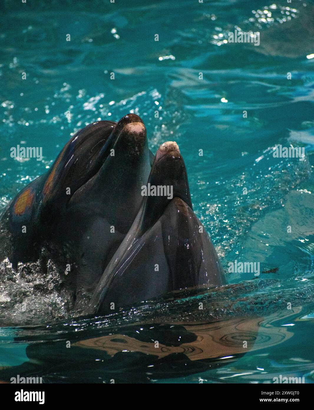 Phuket dolphin hi-res stock photography and images - Alamy