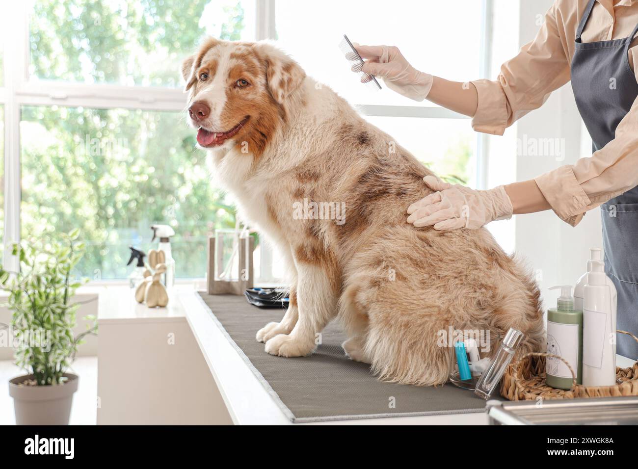 Female groomer brushing Australian Shepherd dog in salon Stock Photo ...