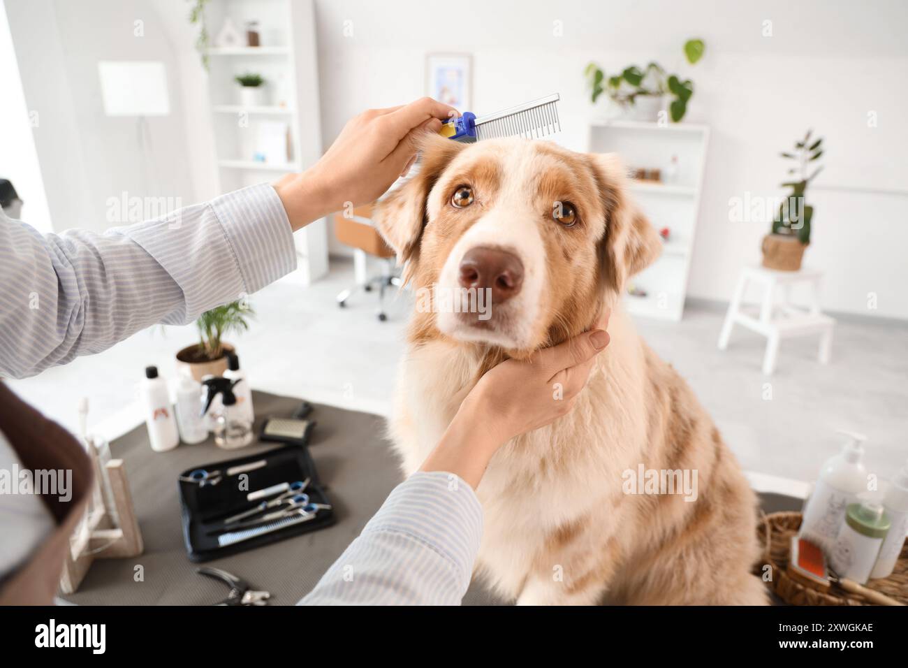 Female groomer brushing Australian Shepherd dog in salon, closeup Stock ...