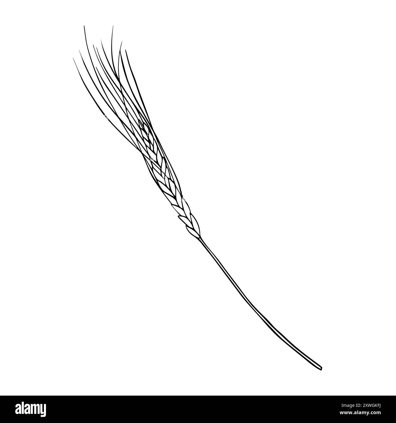 Rye corn Black and White Stock Photos & Images - Alamy