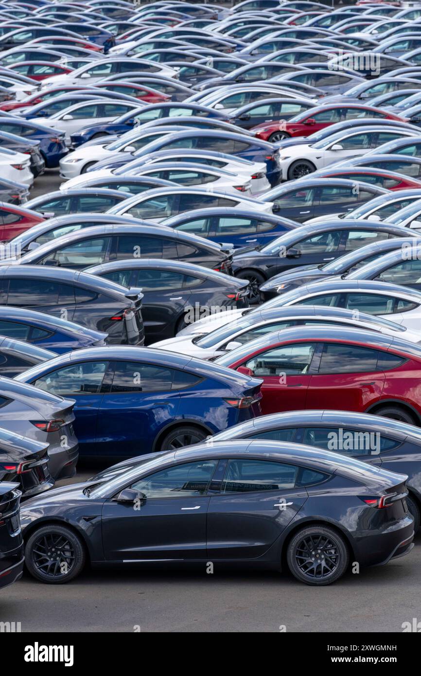 Seattle, Washington, USA. 18th Aug, 2024. Hundreds of new Tesla ...