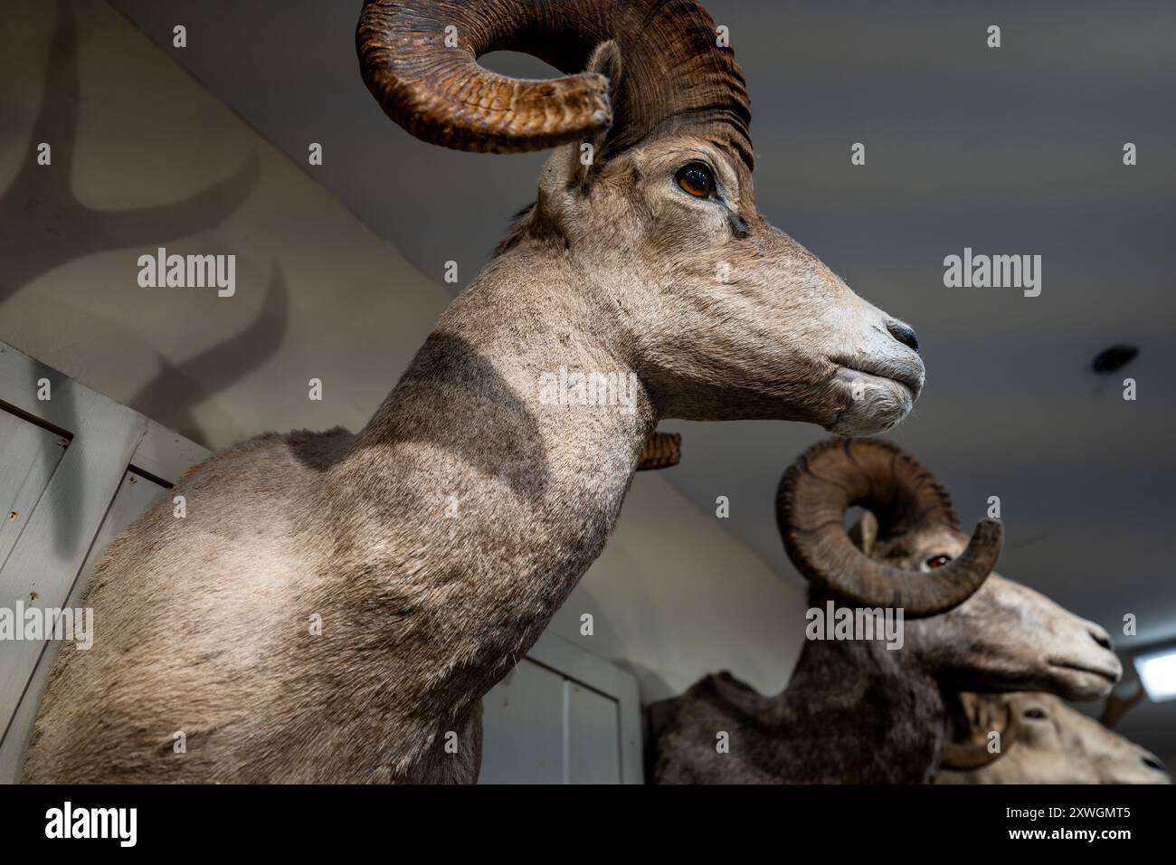 Dead mountain goat hi-res stock photography and images - Alamy