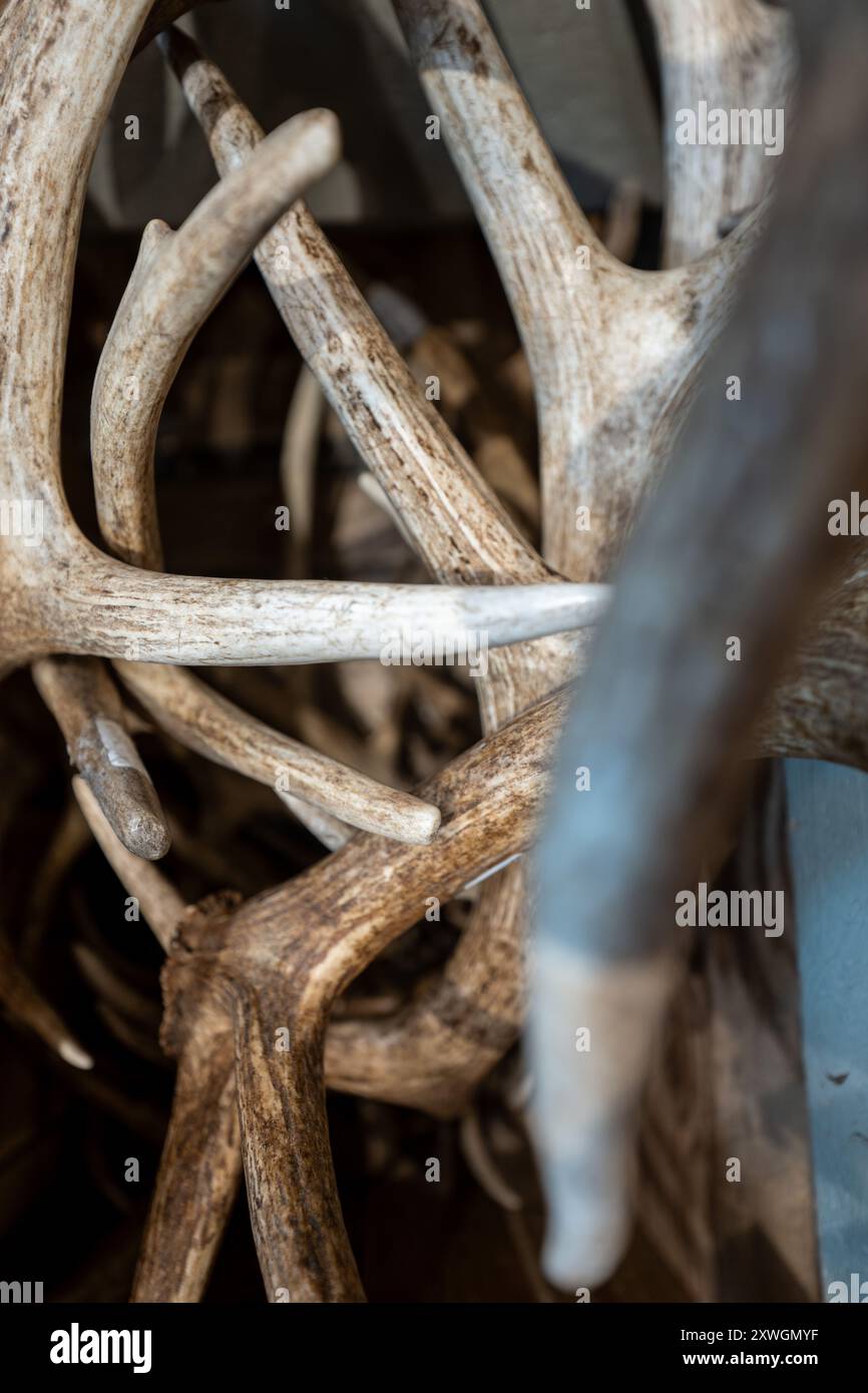 Set of antlers from a large buck deer hi-res stock photography and ...