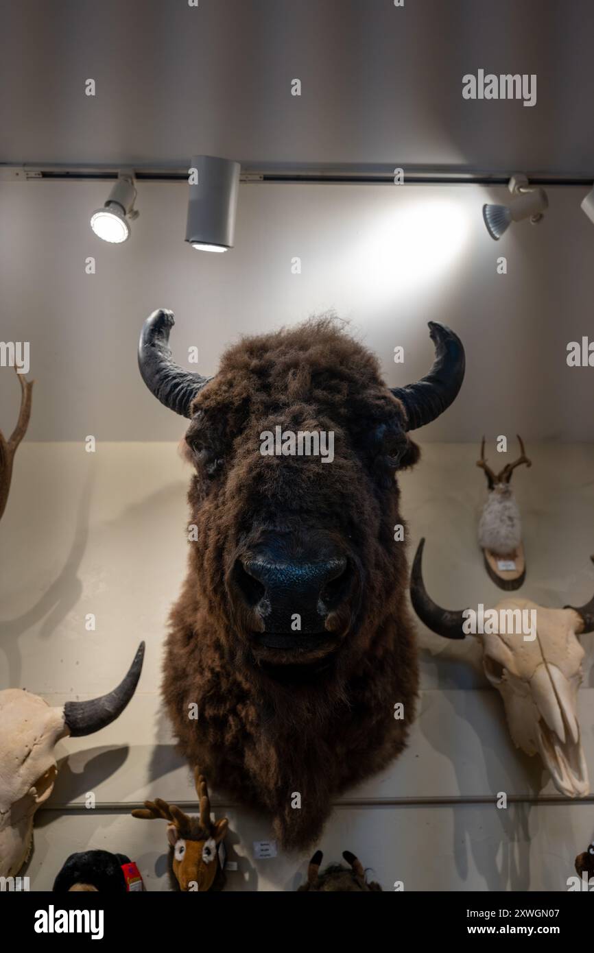 Mounted Taxidermy Head of a Bison Stock Photo - Alamy