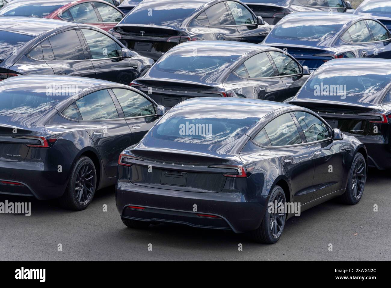 Seattle, Washington, USA. 18th Aug, 2024. Hundreds of new Tesla ...