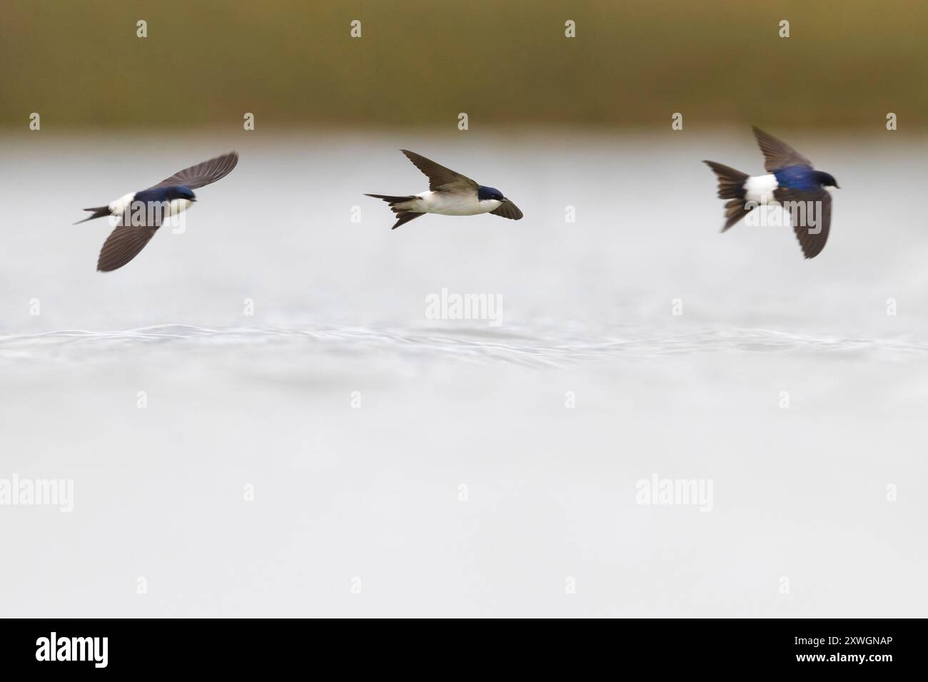 Martin birds flying free in hi-res stock photography and images - Alamy