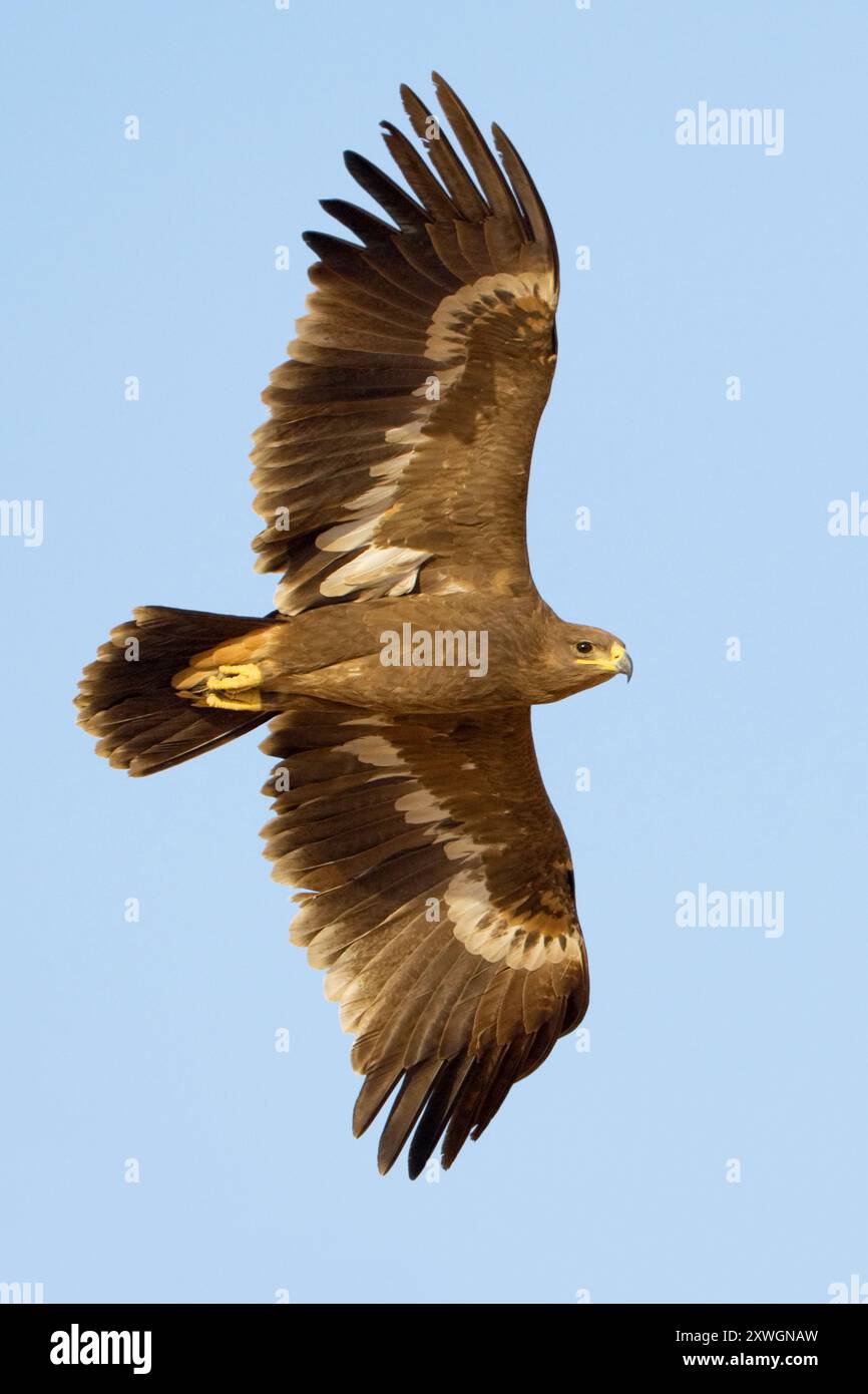 Aquila volando hi-res stock photography and images - Alamy