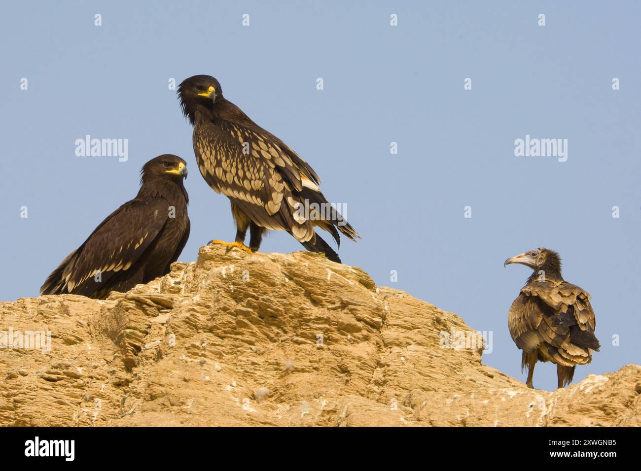 greater spotted eagle (Aquila clanga, Clanga clanga), two greater ...