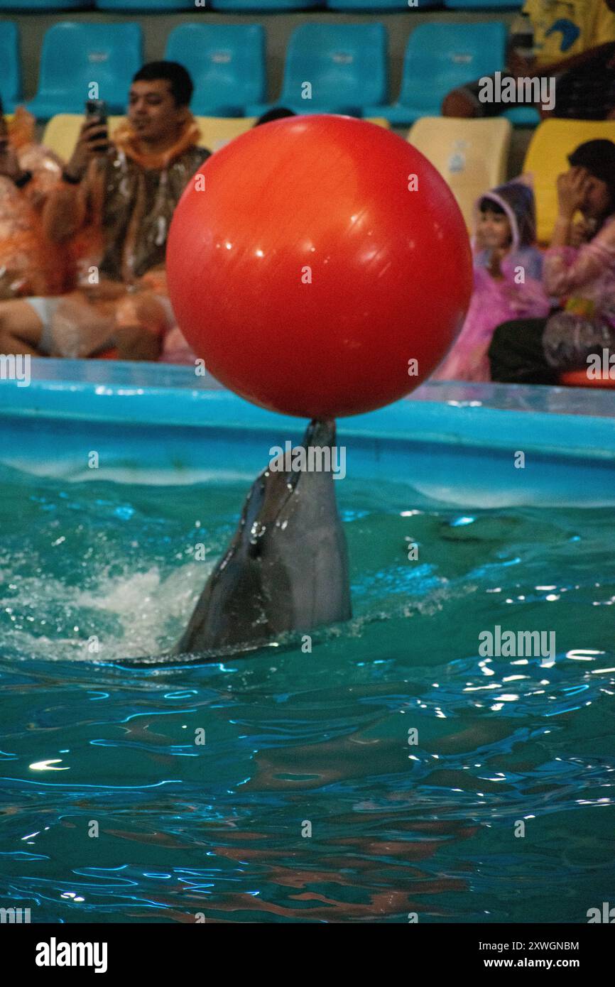 dolphins tricks at Phuket Stock Photo - Alamy