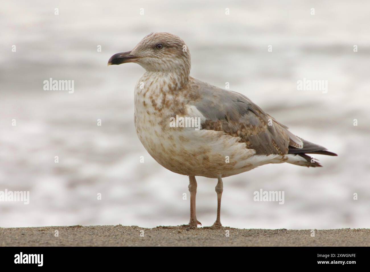 Yellow-legged Gull (Larus michahellis, Larus michahellis atlantis), in ...