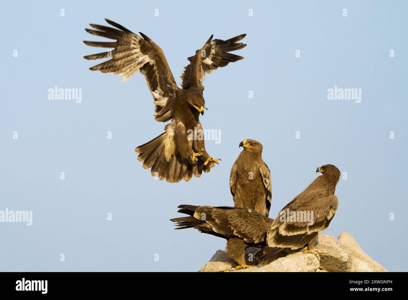 steppe eagle (Aquila nipalensis, Aquila rapax nipalensis), landing in a ...