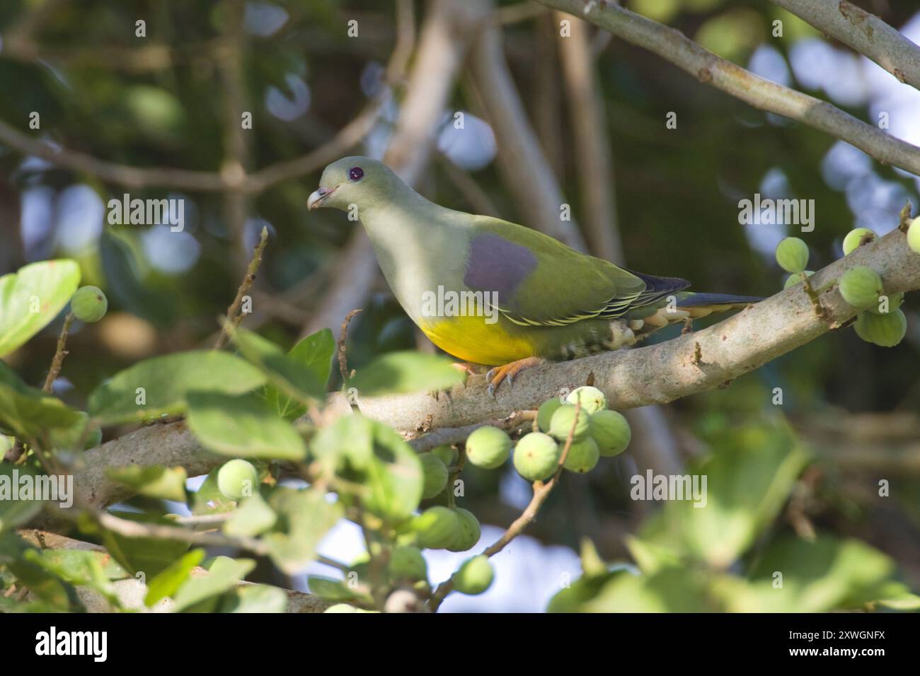 yellow-bellied green pigeon (Treron waalia), in a fruiting tree, Oman ...