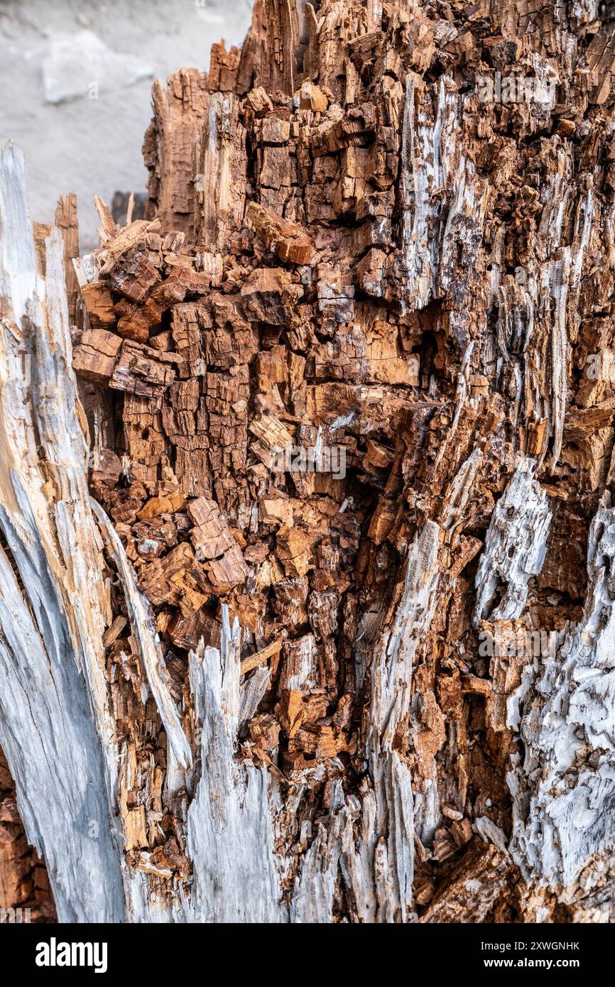 Termite Damage on Fallen Tree Stock Photo - Alamy