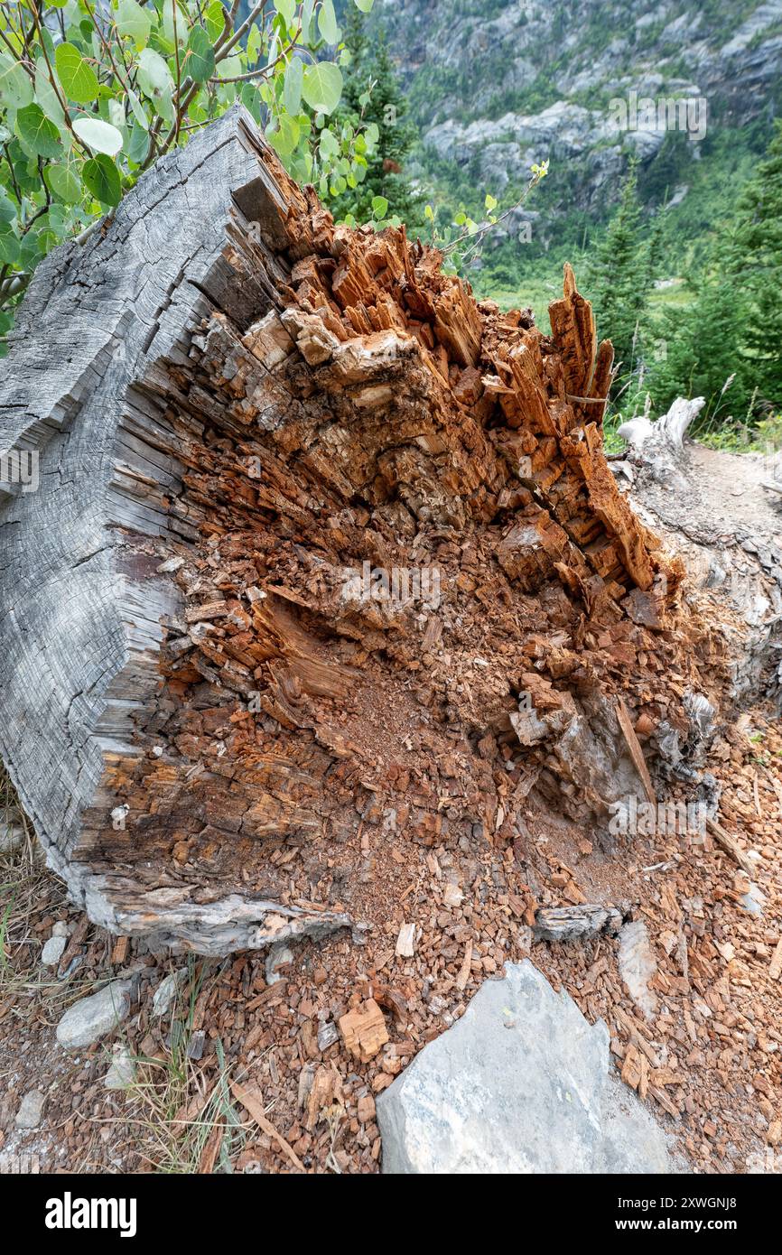 Termite Damage on Fallen Tree Stock Photo - Alamy