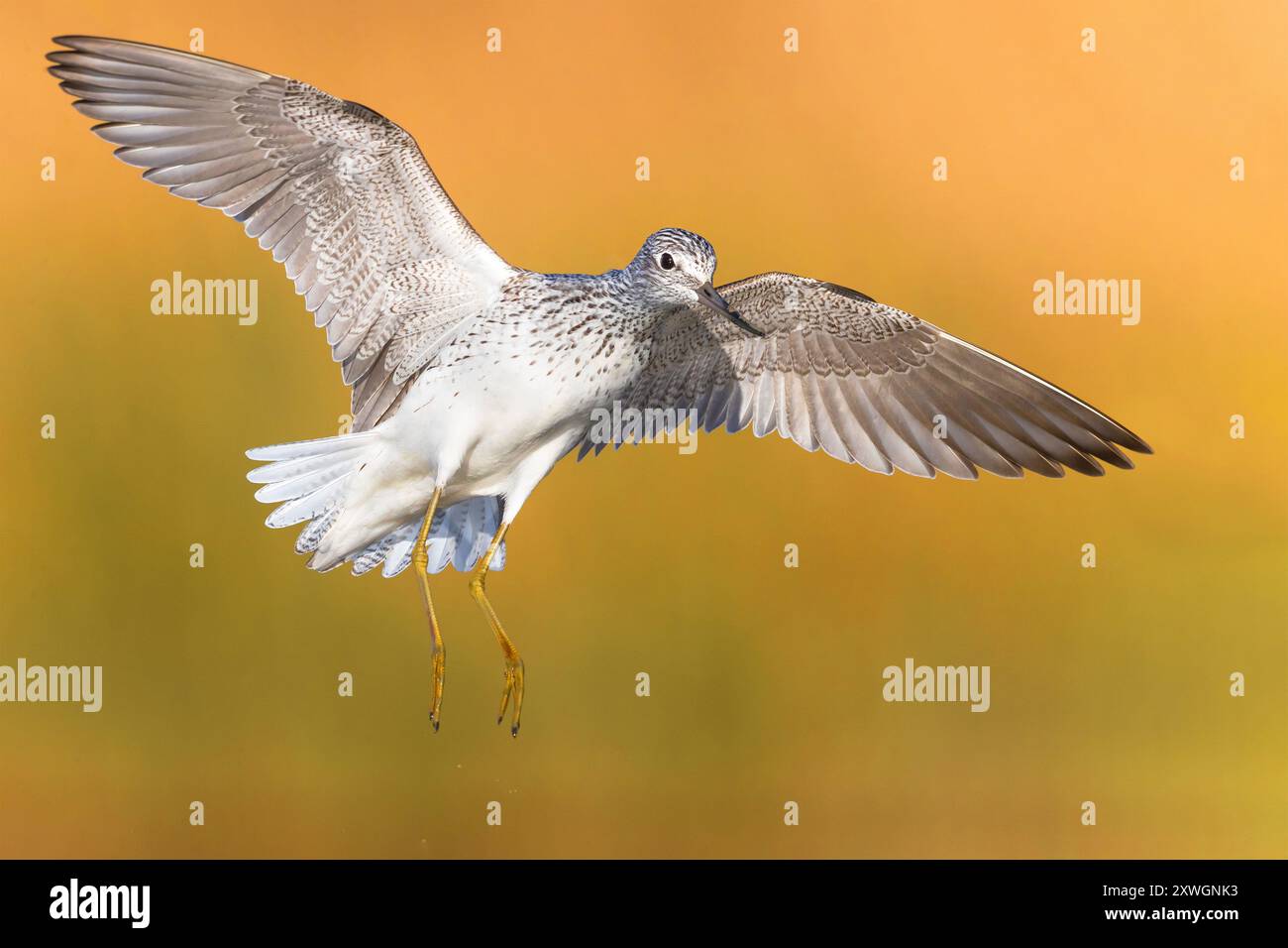 common greenshank (Tringa nebularia), in flight, Italy, Tuscany Stock ...
