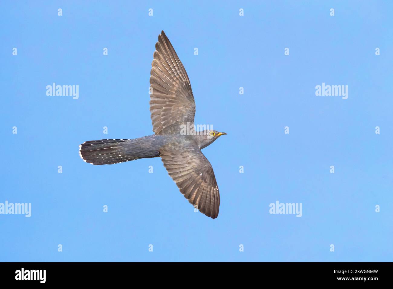 Eurasian cuckoo (Cuculus canorus), male in flight in the blue sky, side ...