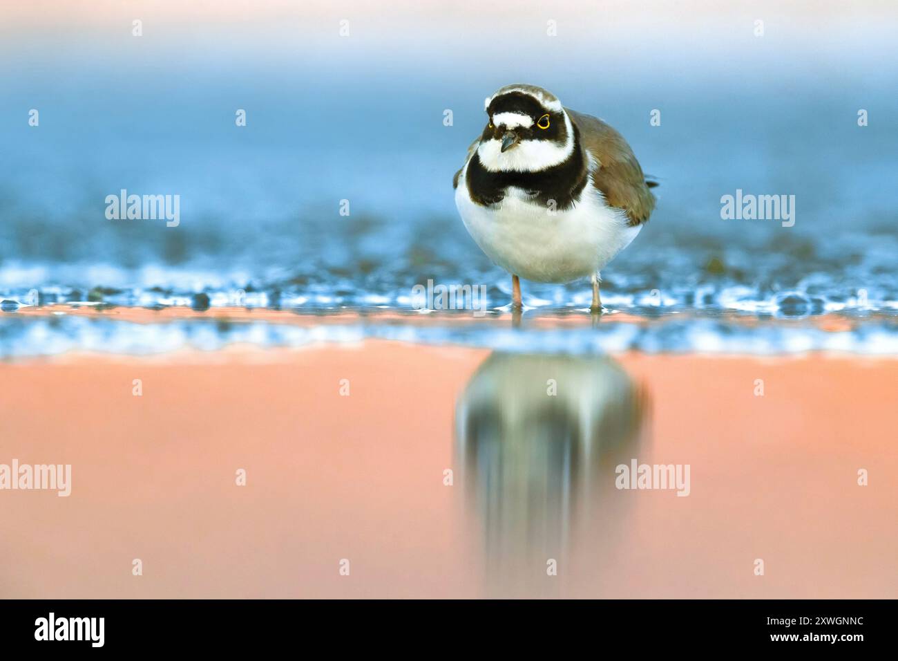 little ringed plover (Charadrius dubius), standing on the shore in ...